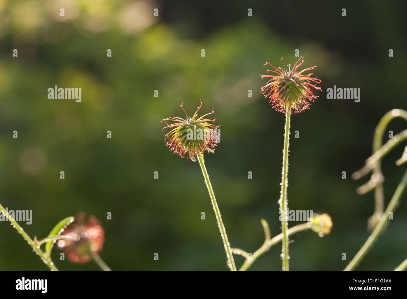 backlit seedhead common weed Herb Bennet whose hook tipped burrs are ...