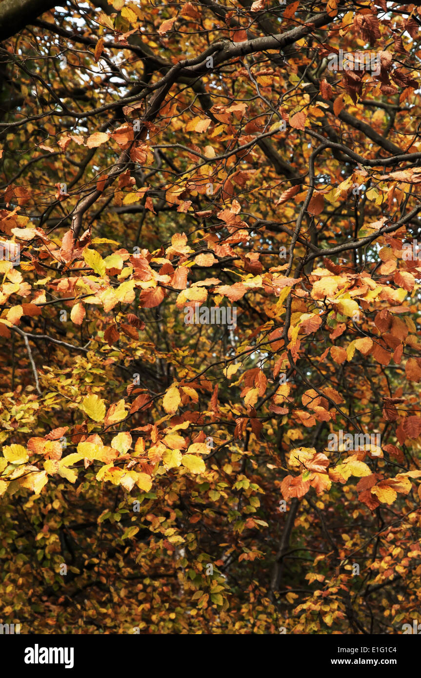 color in the trees Stock Photo - Alamy