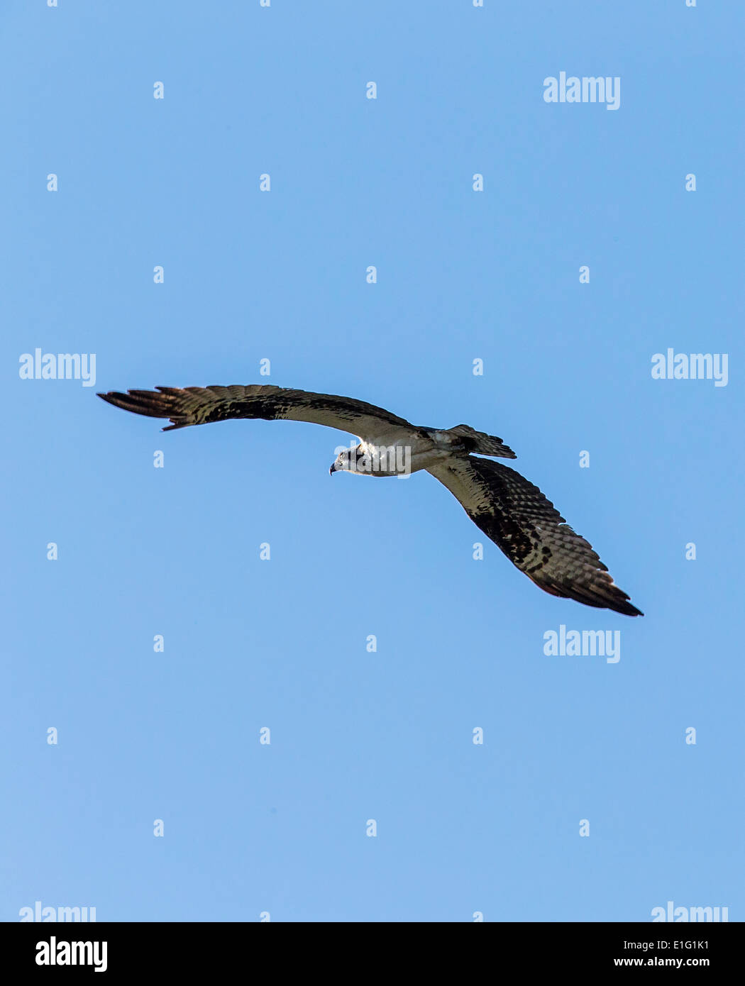 Osprey in flight, Pandion haliaetus, sea hawk, fish eagle, river hawk ...