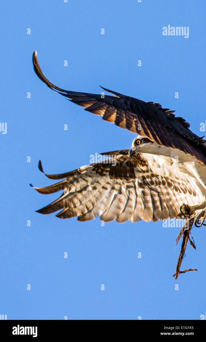 Osprey in flight, Pandion haliaetus, sea hawk, fish eagle, river hawk ...