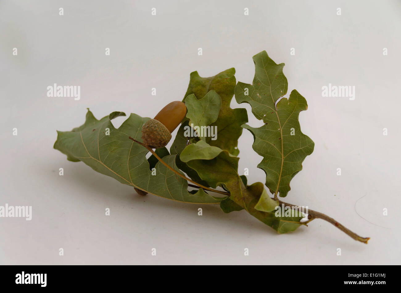 Dry oak twig with acorn at white background Stock Photo - Alamy