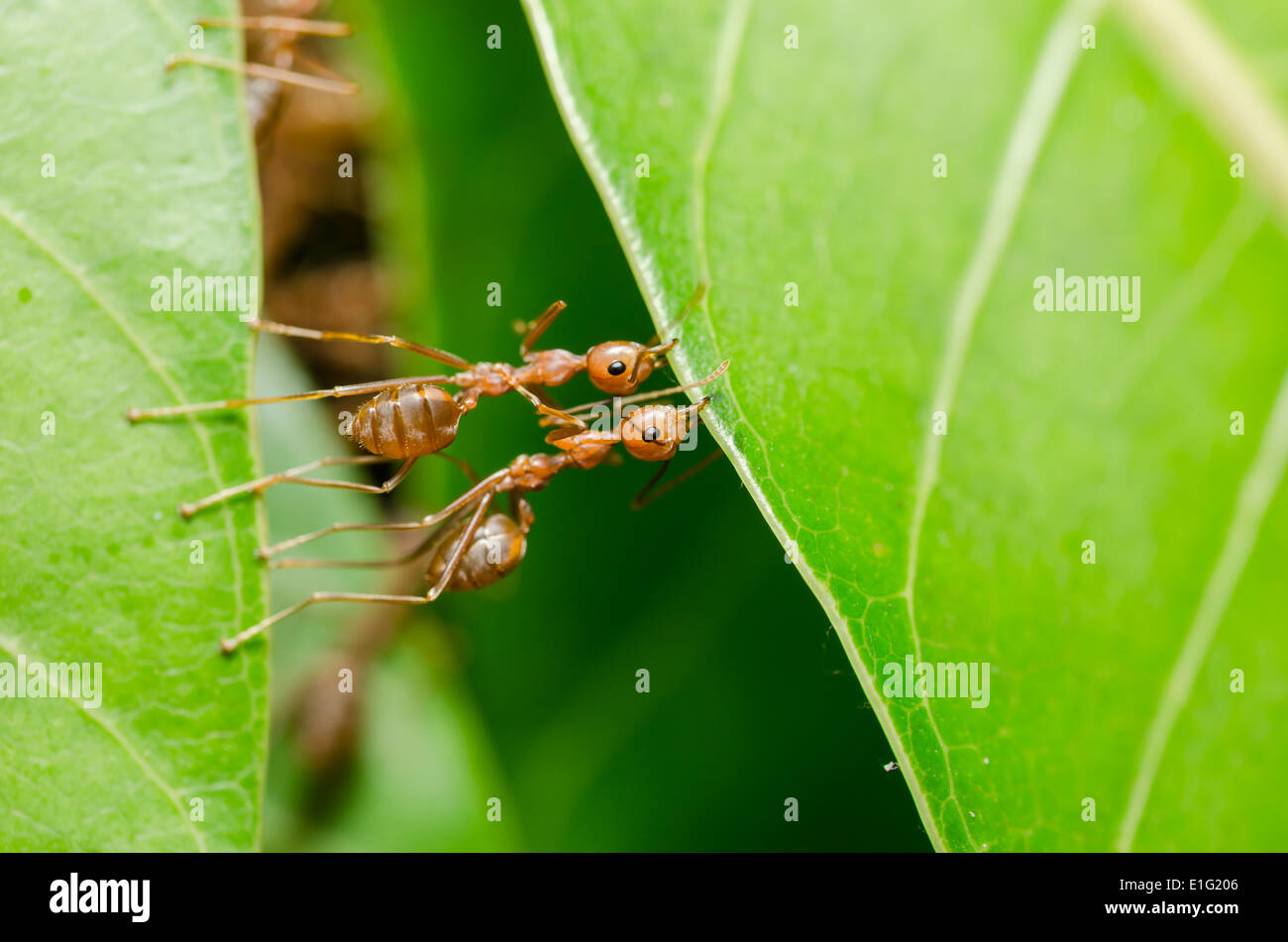 Red ants build home in teamwork power concept Stock Photo - Alamy