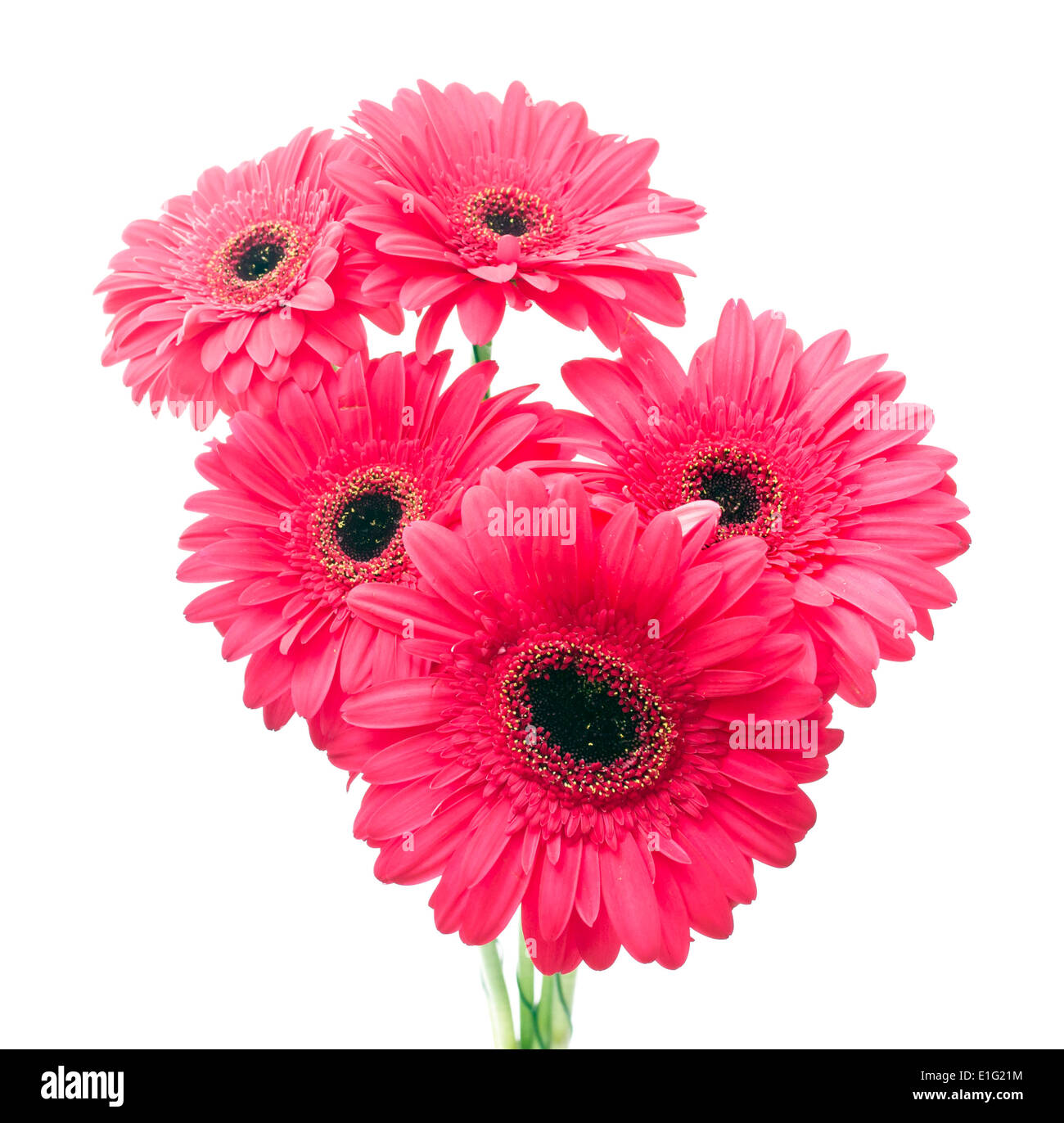 Gerbera Flower Isolated on White Background Stock Photo - Alamy