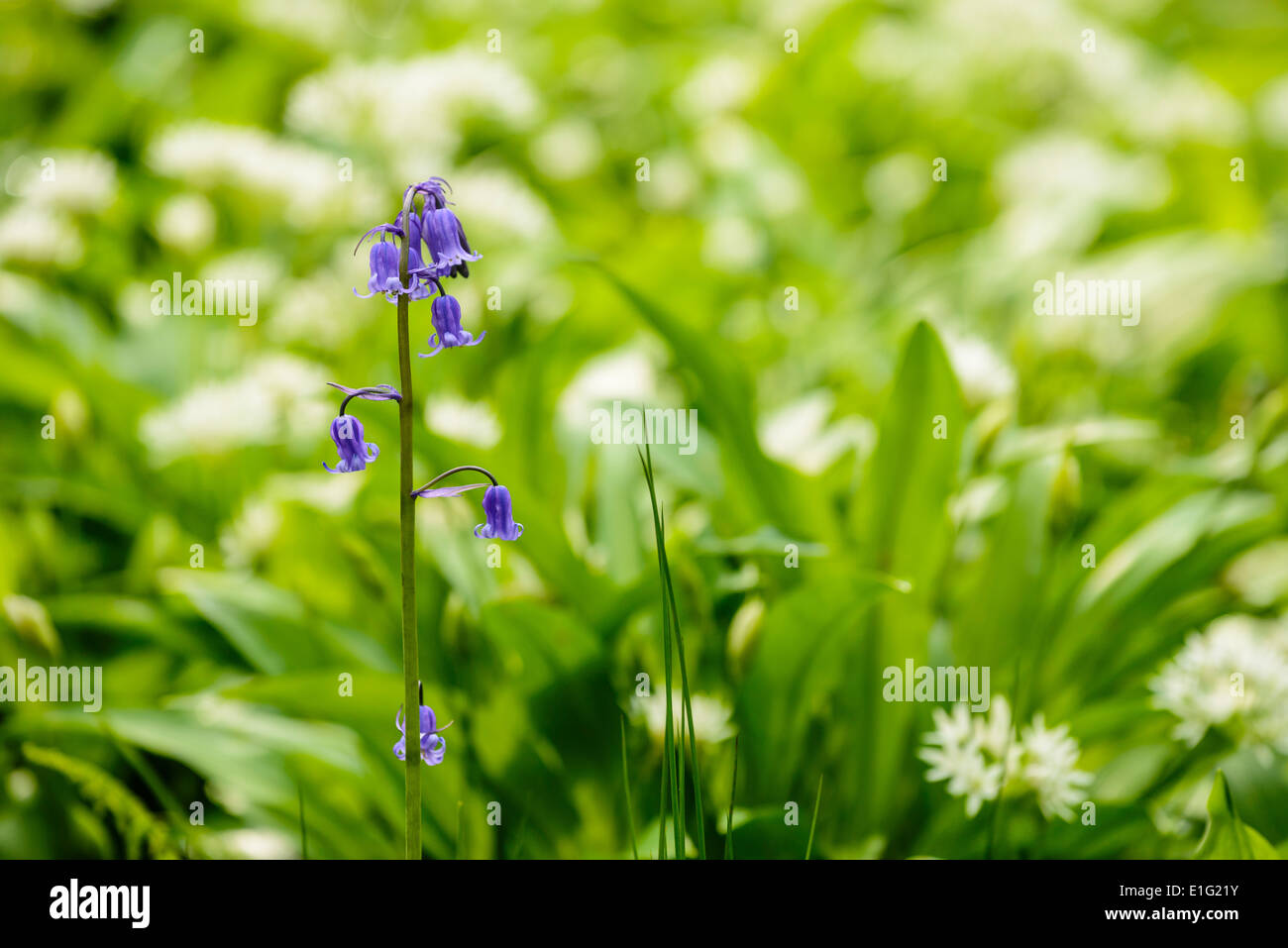Native bluebell Hyacinthoides non-scripta with background of wild ...