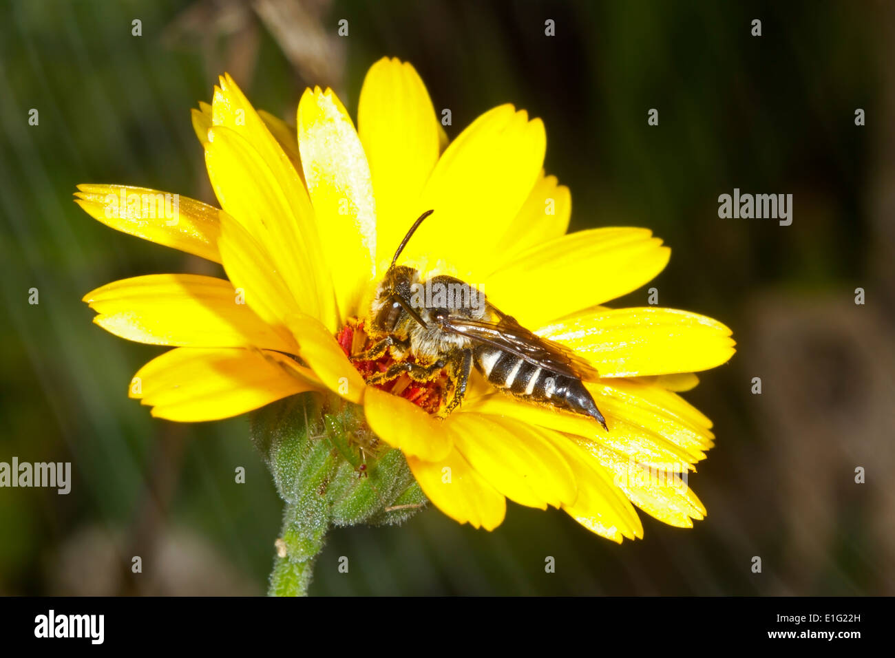 Female a hi-res stock photography and images - Alamy