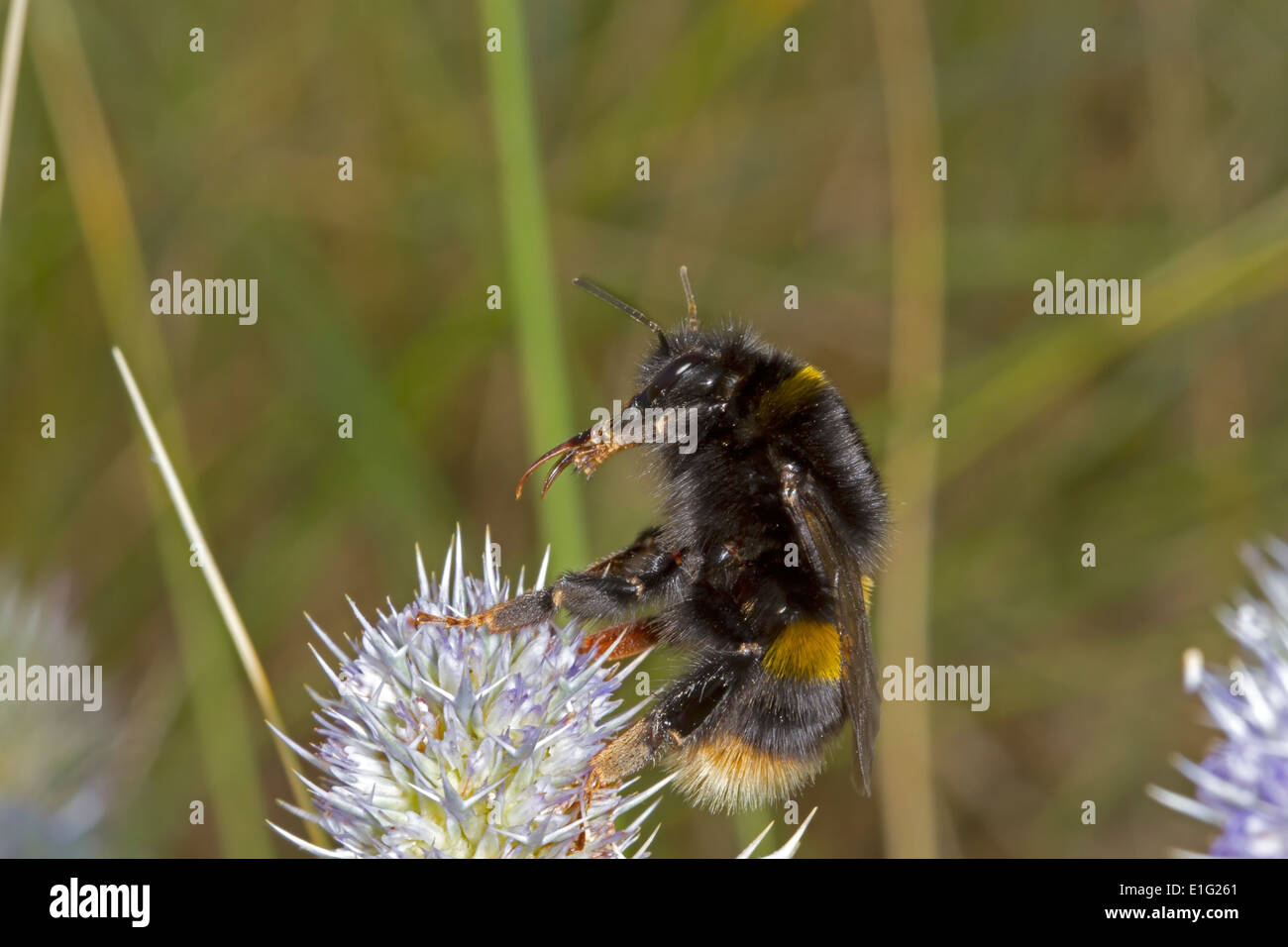 Buff-tailed Bumblebee - Bombus terrestris - queen, dark form Stock ...