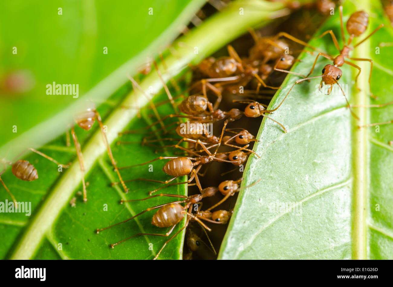 Red ants build home in teamwork power concept Stock Photo - Alamy