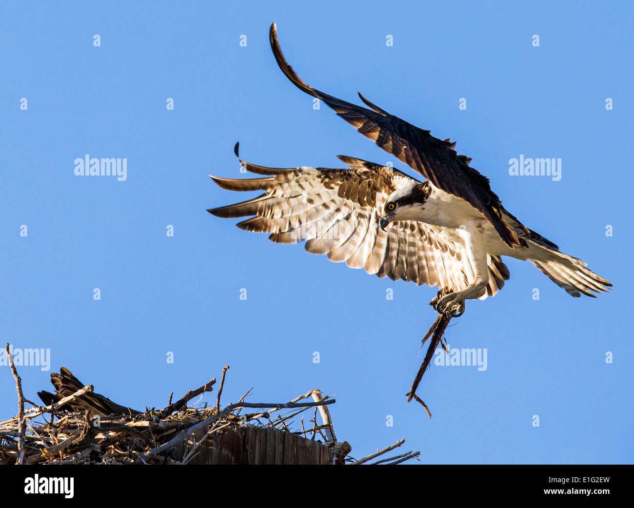 Osprey landing on nest, Pandion haliaetus, sea hawk, fish eagle, river ...