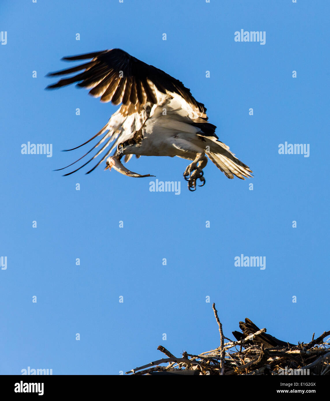 Osprey in flight carrying fresh caught fish, Pandion haliaetus, sea ...