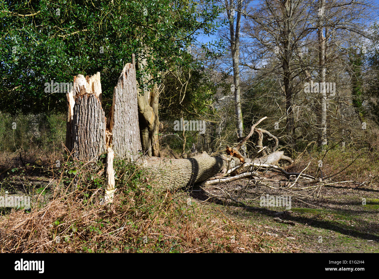 Storm damage in Matley Wood in the New Forest near Lyndhurst, Hampshire ...