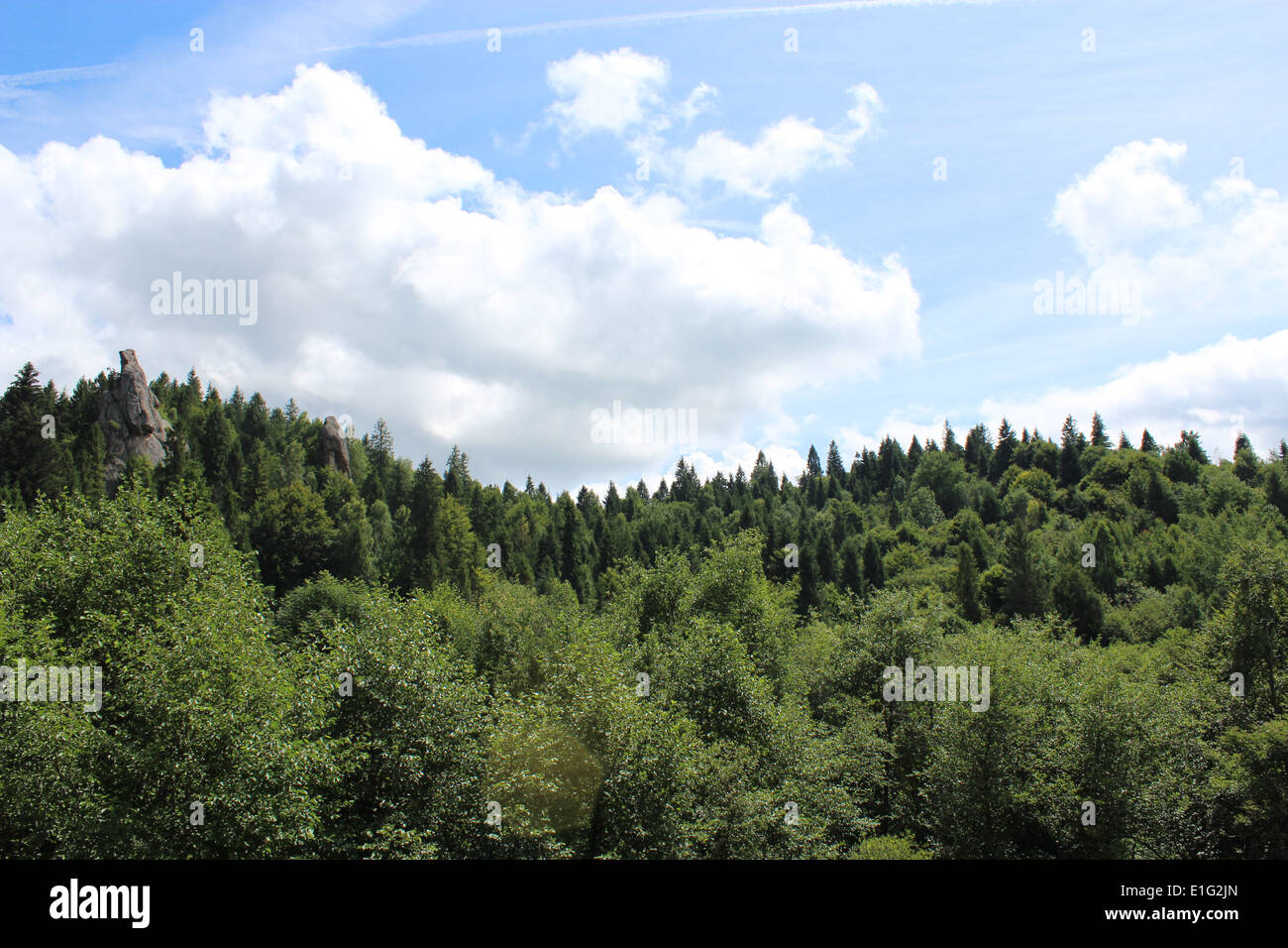 Nice green forest hi-res stock photography and images - Alamy