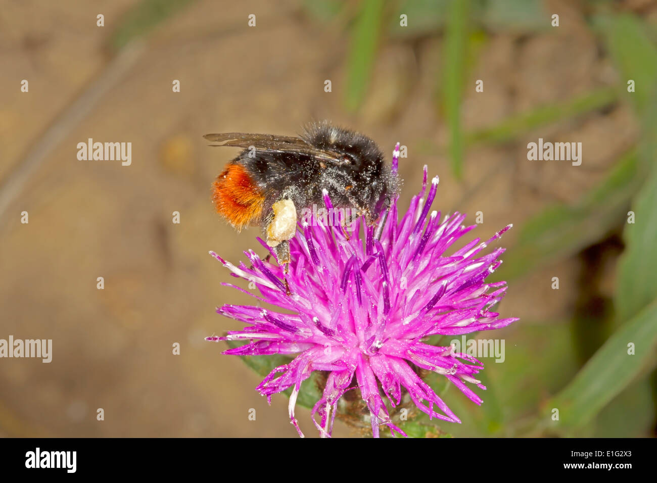 Red tailed bumble bee hi-res stock photography and images - Alamy