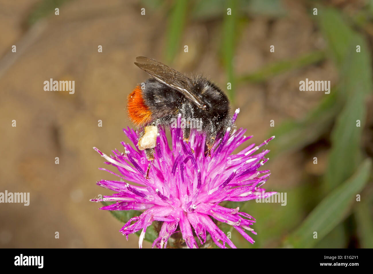 Red-tailed Bumblebee - Bombus lapidarius Stock Photo - Alamy