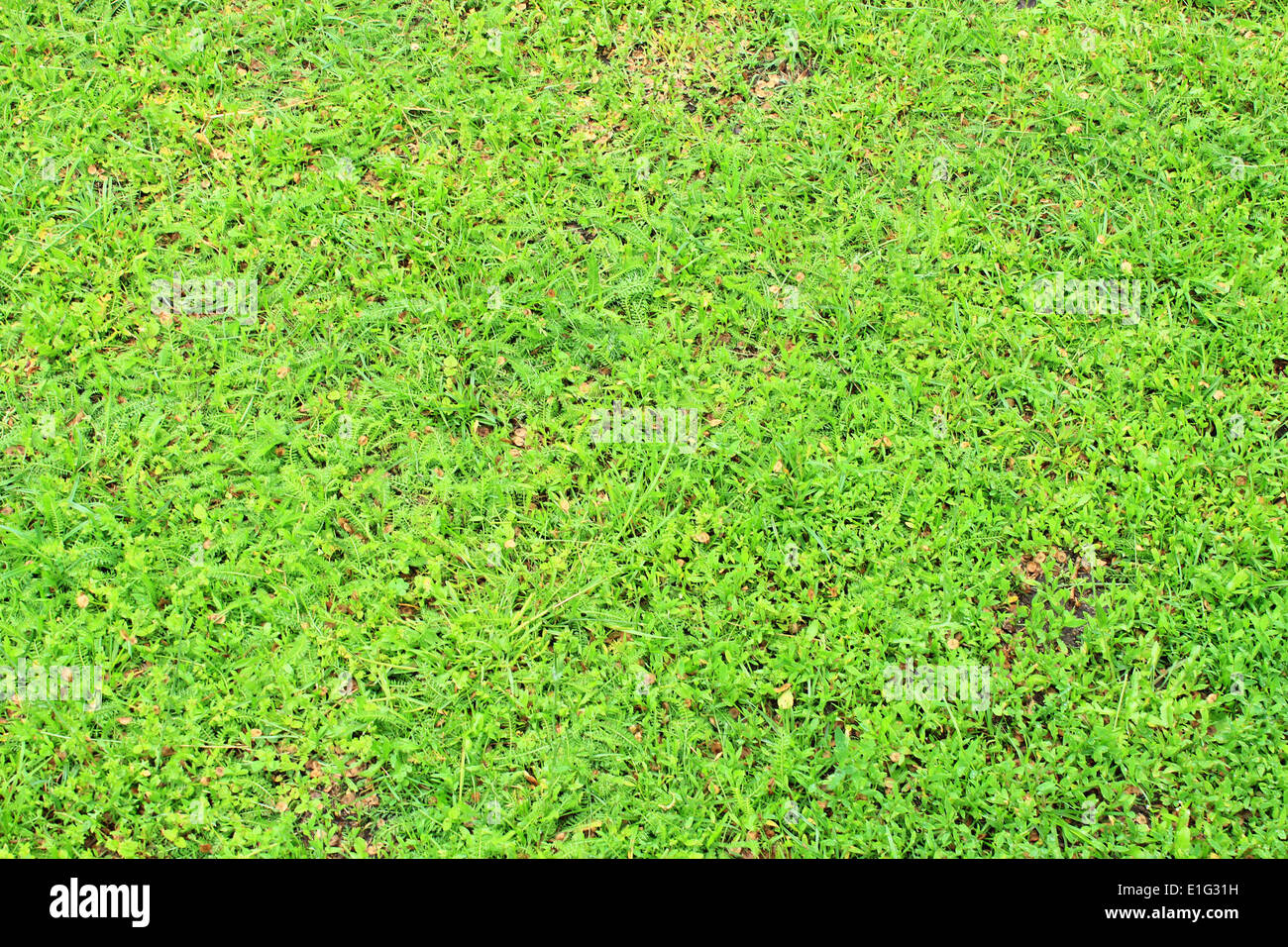 Grass and low light hi-res stock photography and images - Alamy