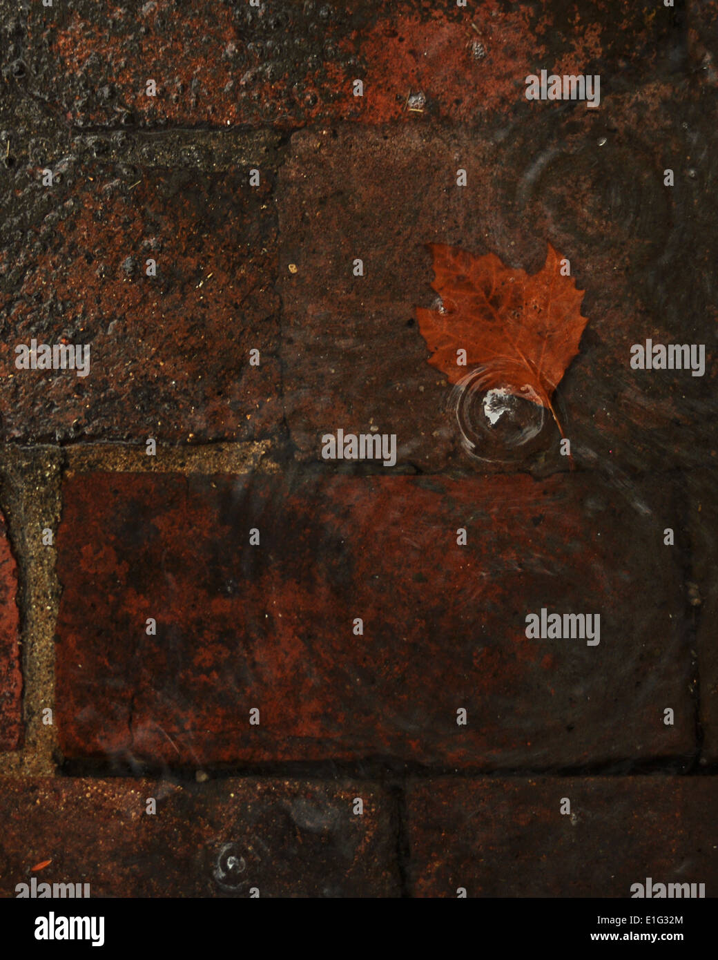 A Red Autumn Leaf in a Rain Puddle Stock Photo - Alamy