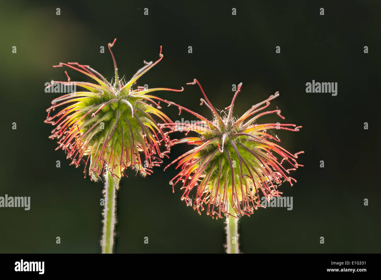 backlit seedhead common weed Herb Bennet whose hook tipped burrs are ...