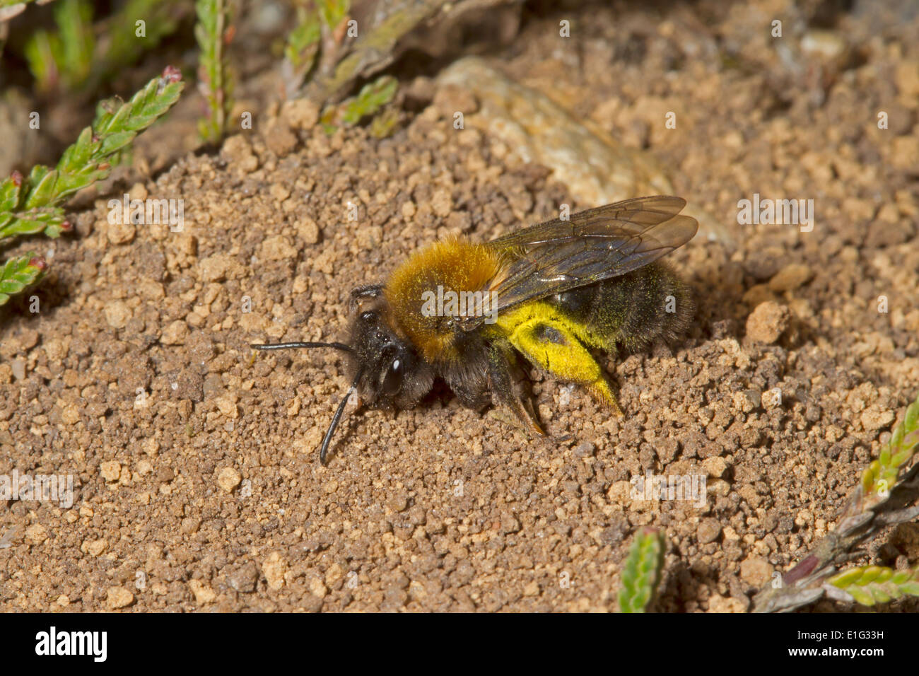 Mining bee hi-res stock photography and images - Alamy