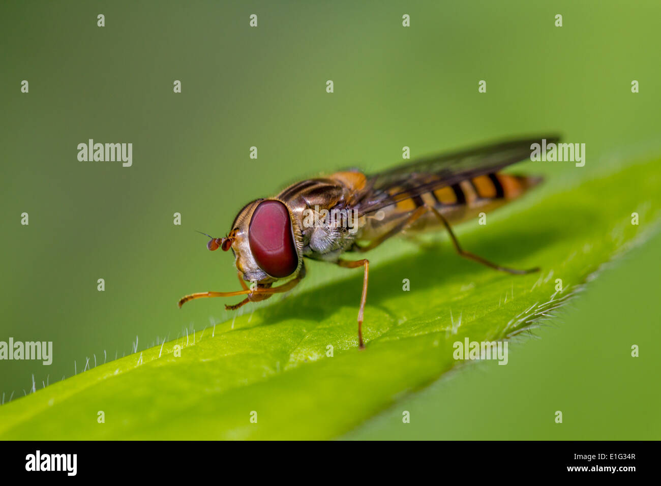 Flying insect wings flight hoverfly hi-res stock photography and images ...
