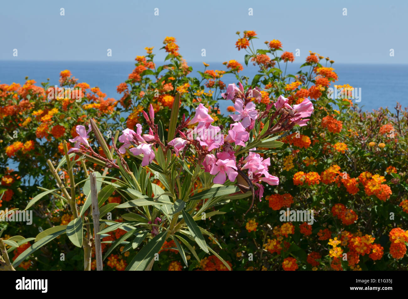 Orange lantana flowers growing at Coral Bay, Cyprus Stock Photo - Alamy