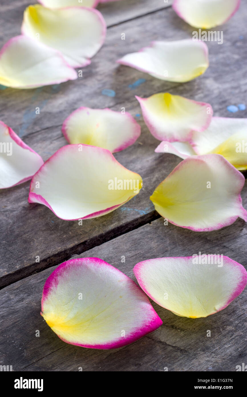 Petal rose hi-res stock photography and images - Alamy