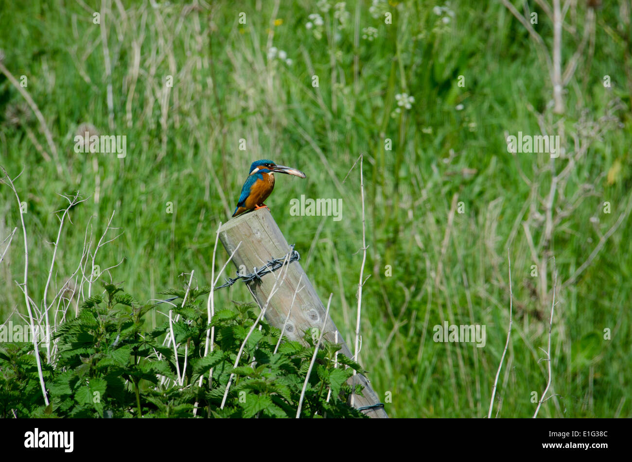 A kingfisher (alcedo atthis) presenting a fish ready to feed its young ...