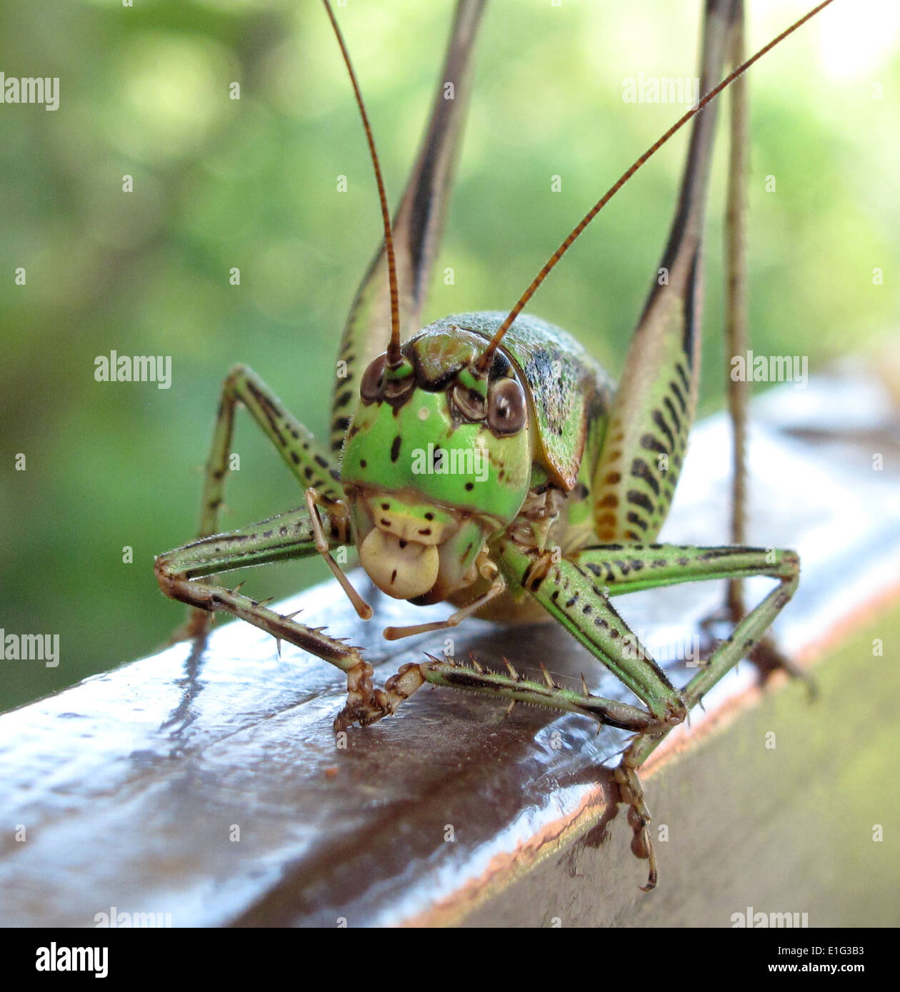 Large grasshopper on a railing Stock Photo - Alamy