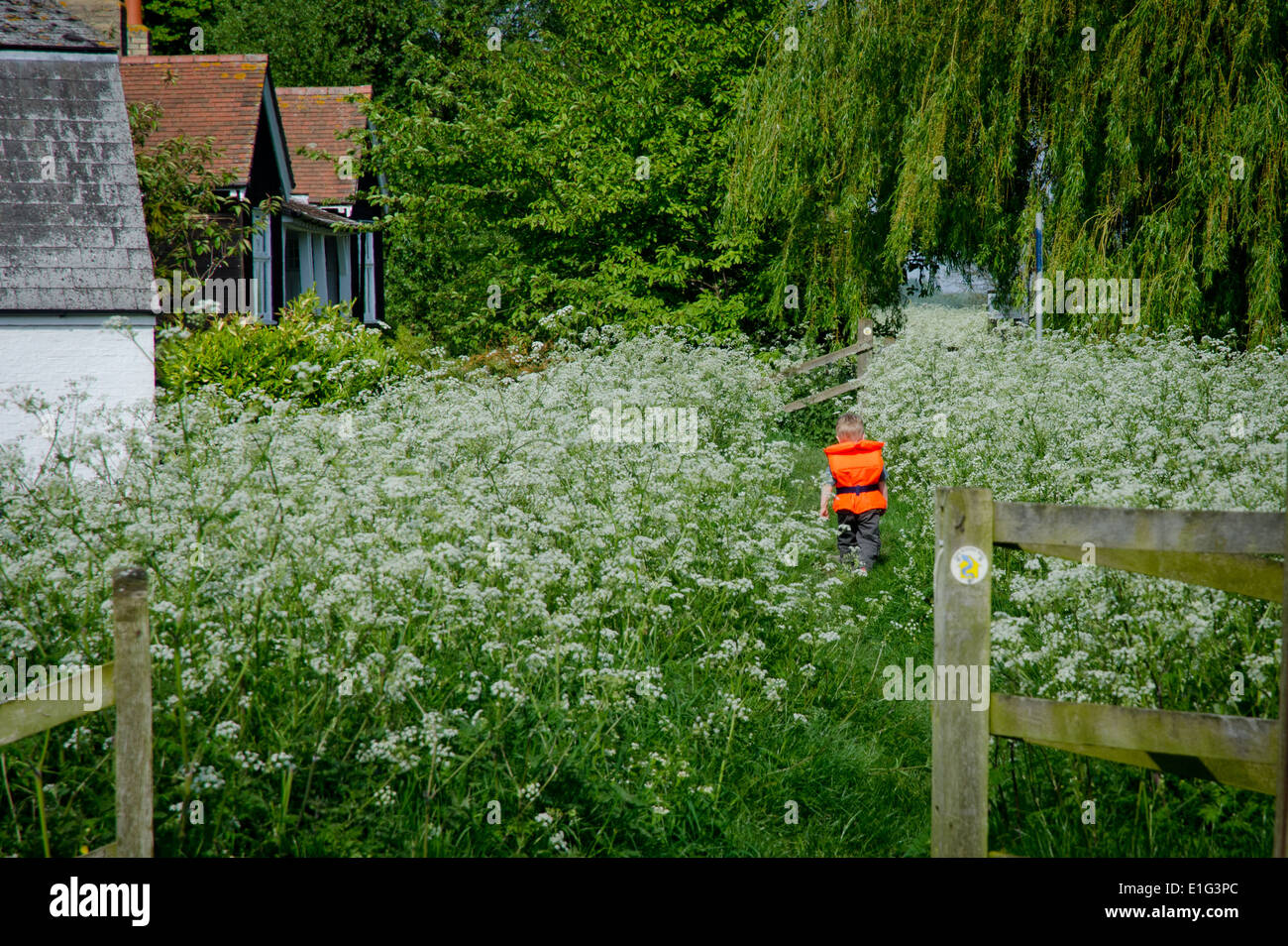 Two year old boy wearing life jacket buoyancy aid walking on tow path ...