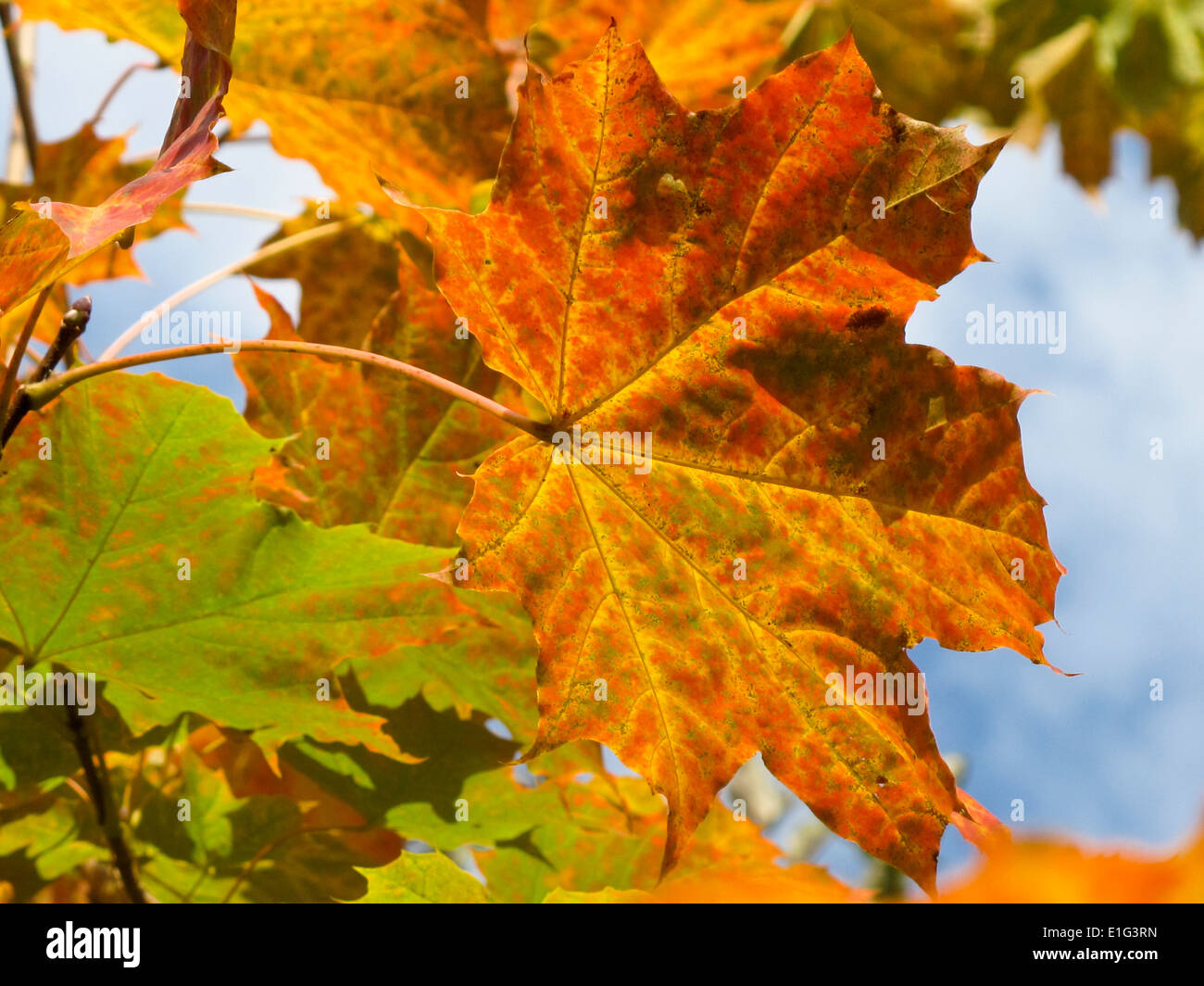 Colourful maple leaves in autumn Stock Photo - Alamy