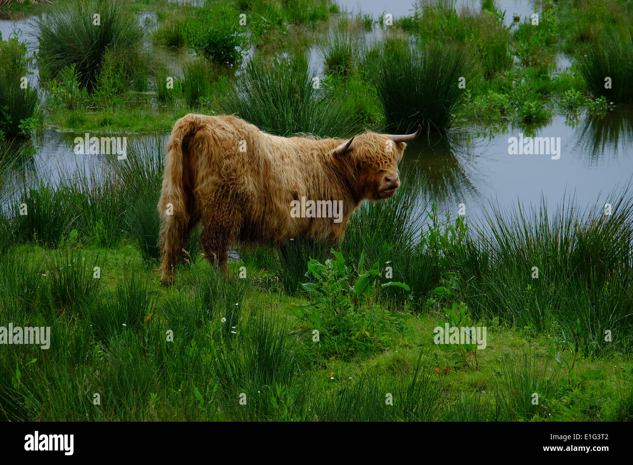 Highland cow by marsh land water Stock Photo - Alamy