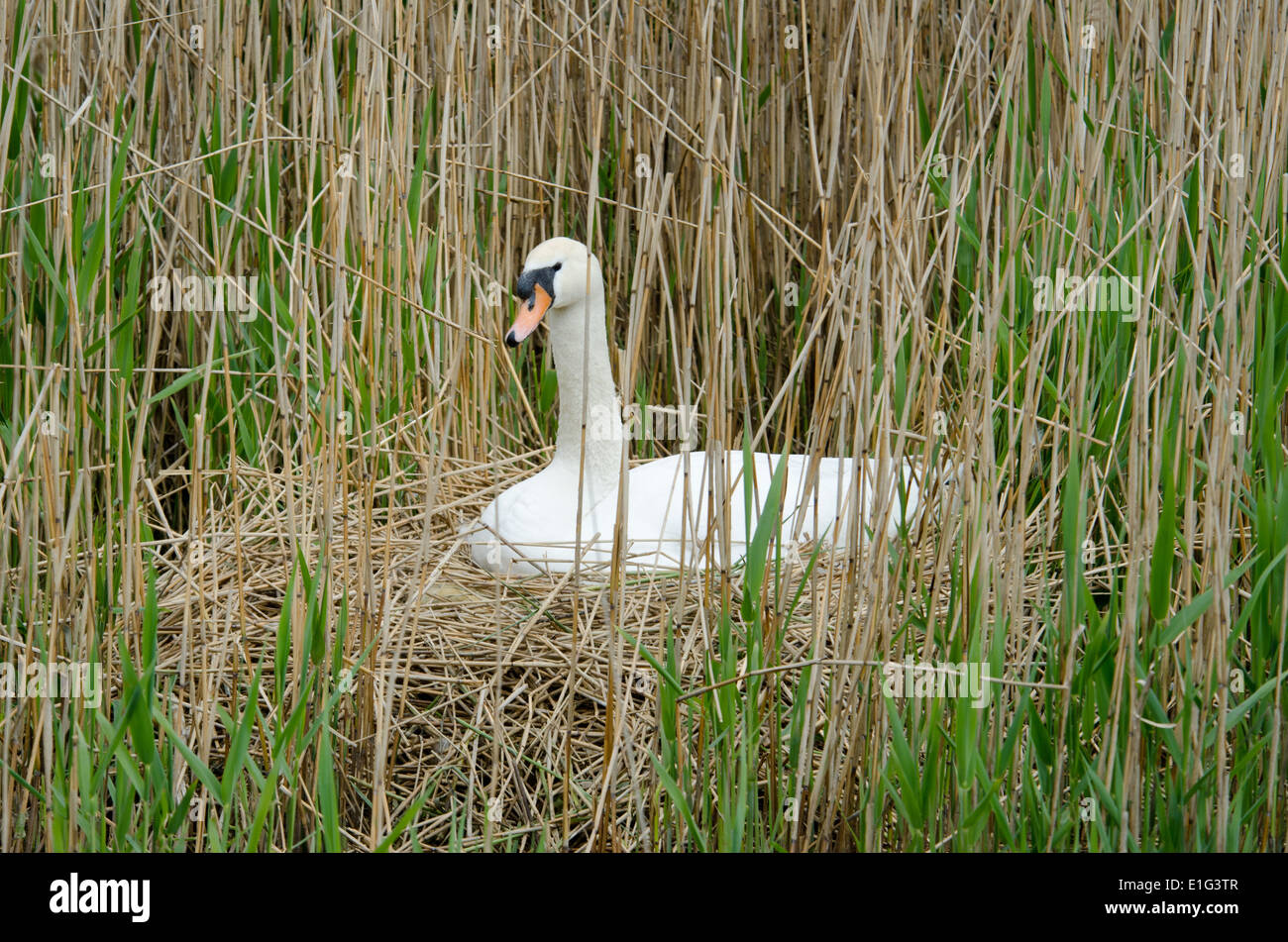 Mute swan (Cygnus olor) sitting on nest on the River Great Ouse, Cambridgeshire, UK Stock Photo ...