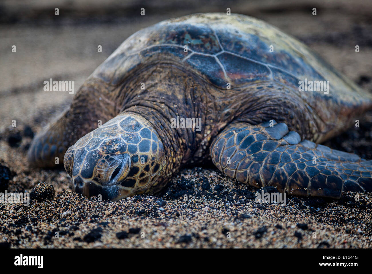 Sleeping turtle hi-res stock photography and images - Alamy