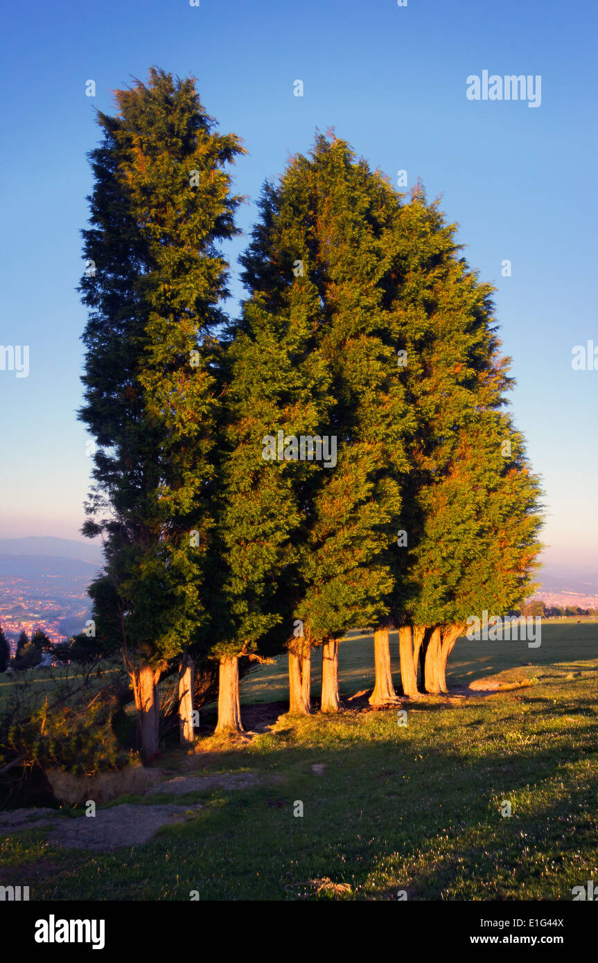 Group of trees hi-res stock photography and images - Alamy