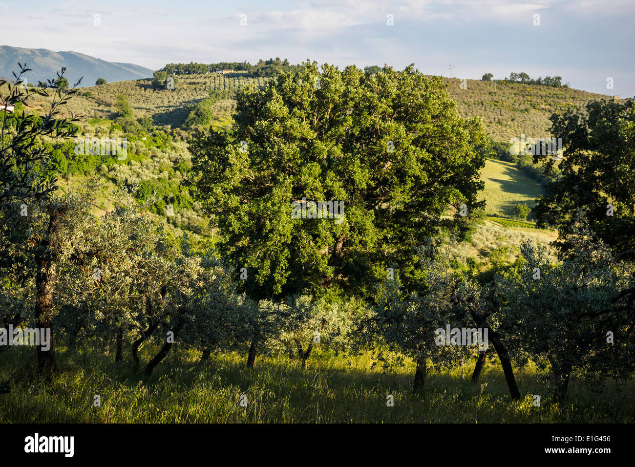 Olive field in Umbria, Italy Stock Photo - Alamy