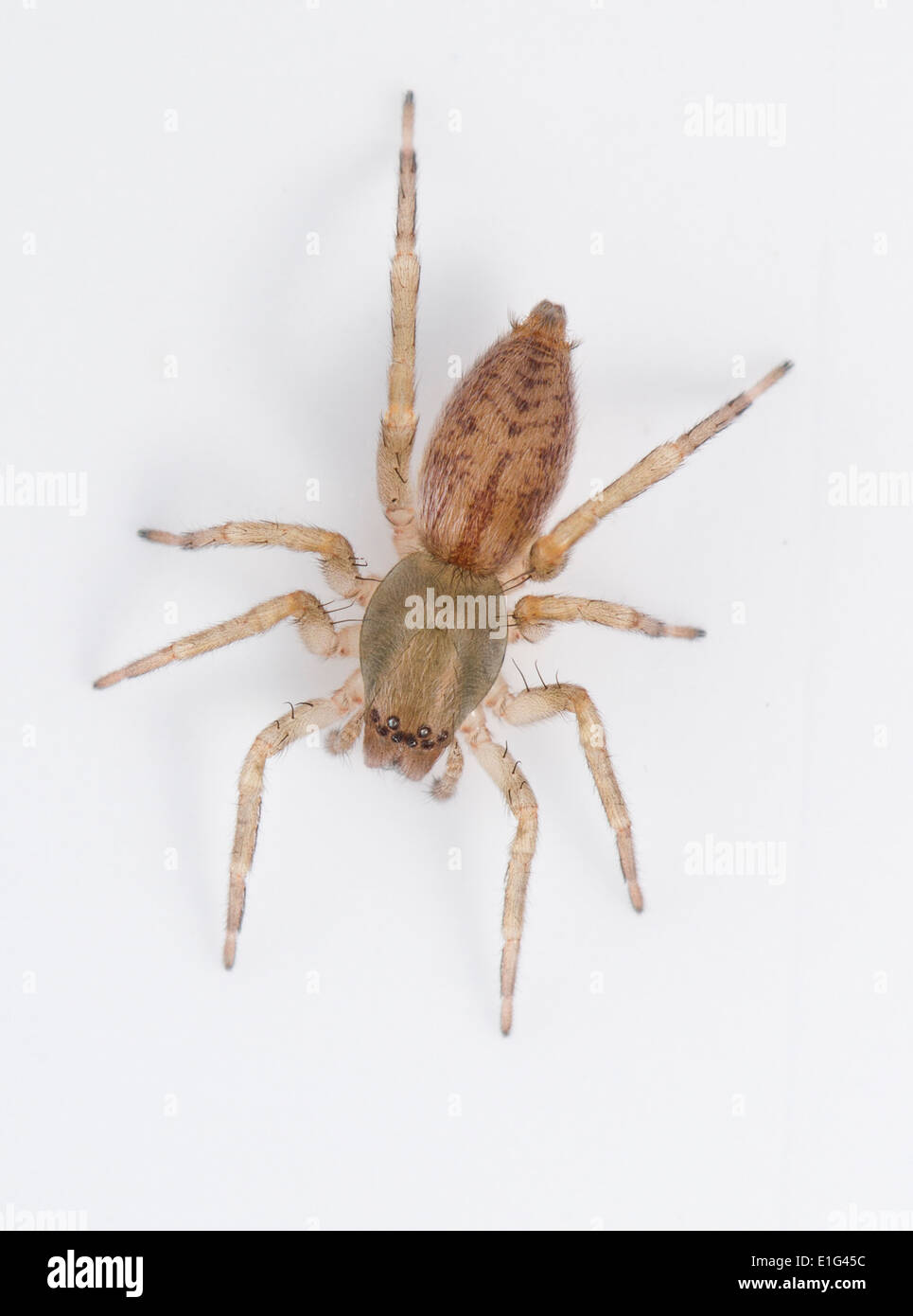 Clubiona comta - Female Stock Photo - Alamy