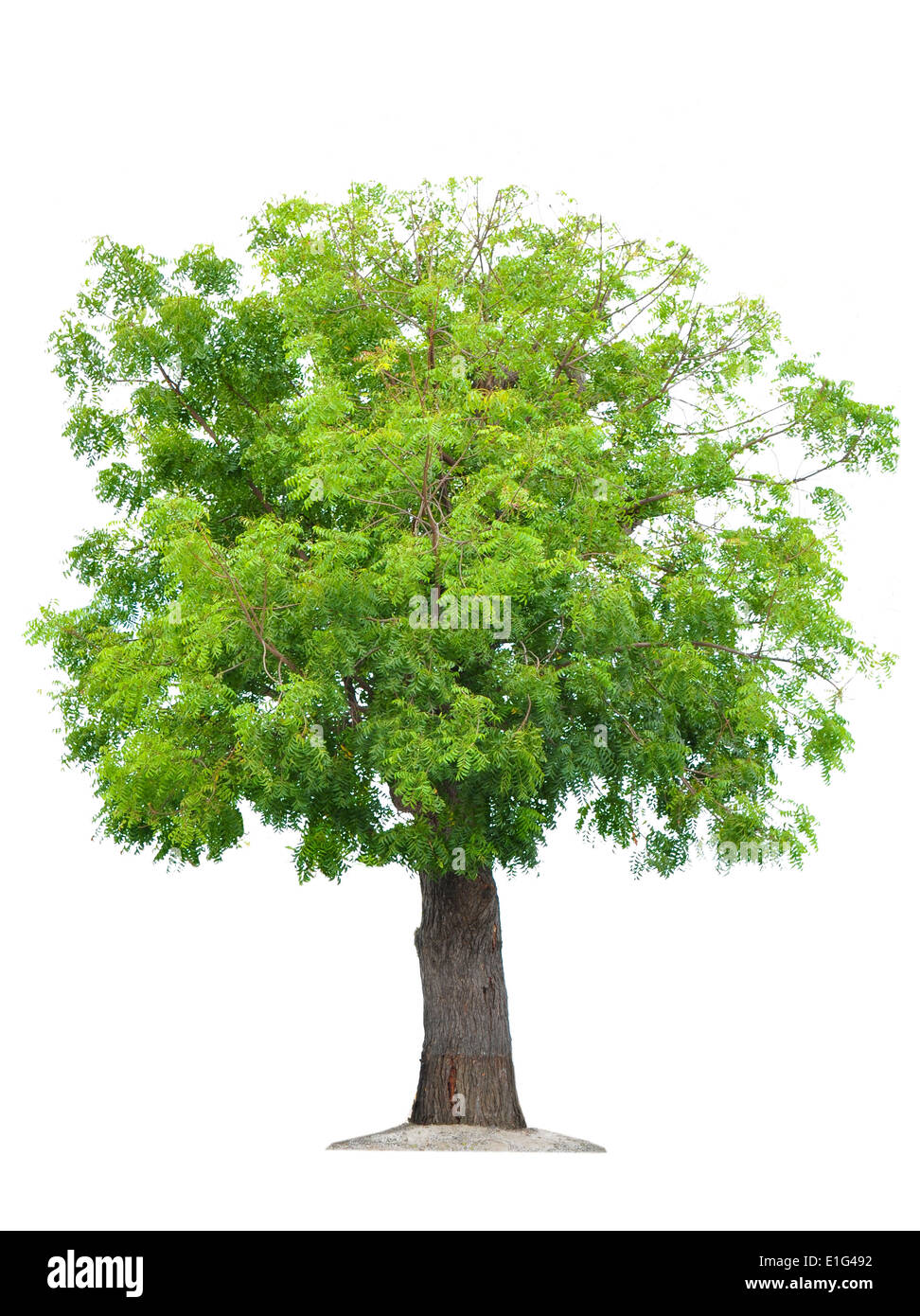 Tree on white background Stock Photo - Alamy