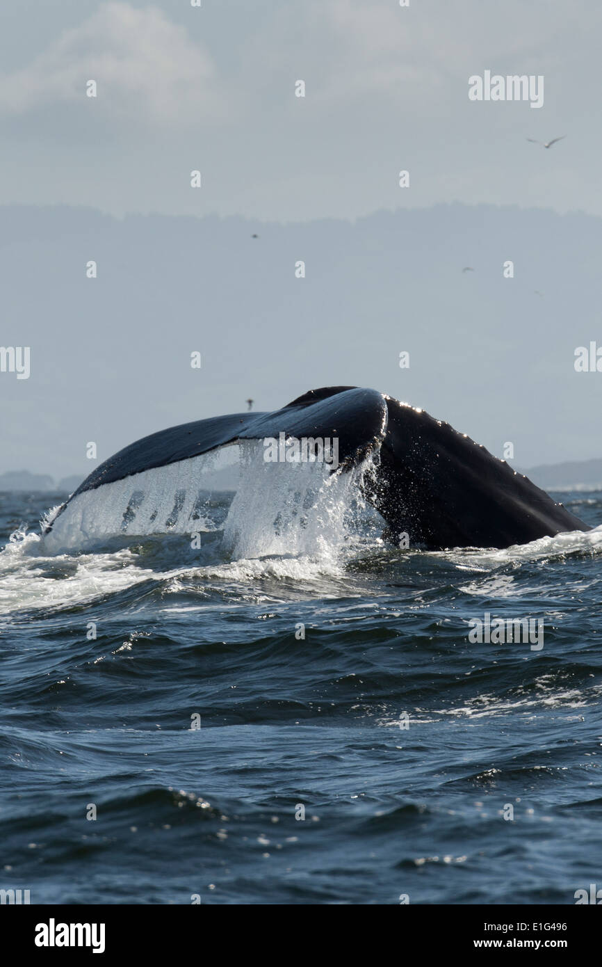 Humpback Whale (Megaptera novaeangliae) fluking. Monterey, California ...
