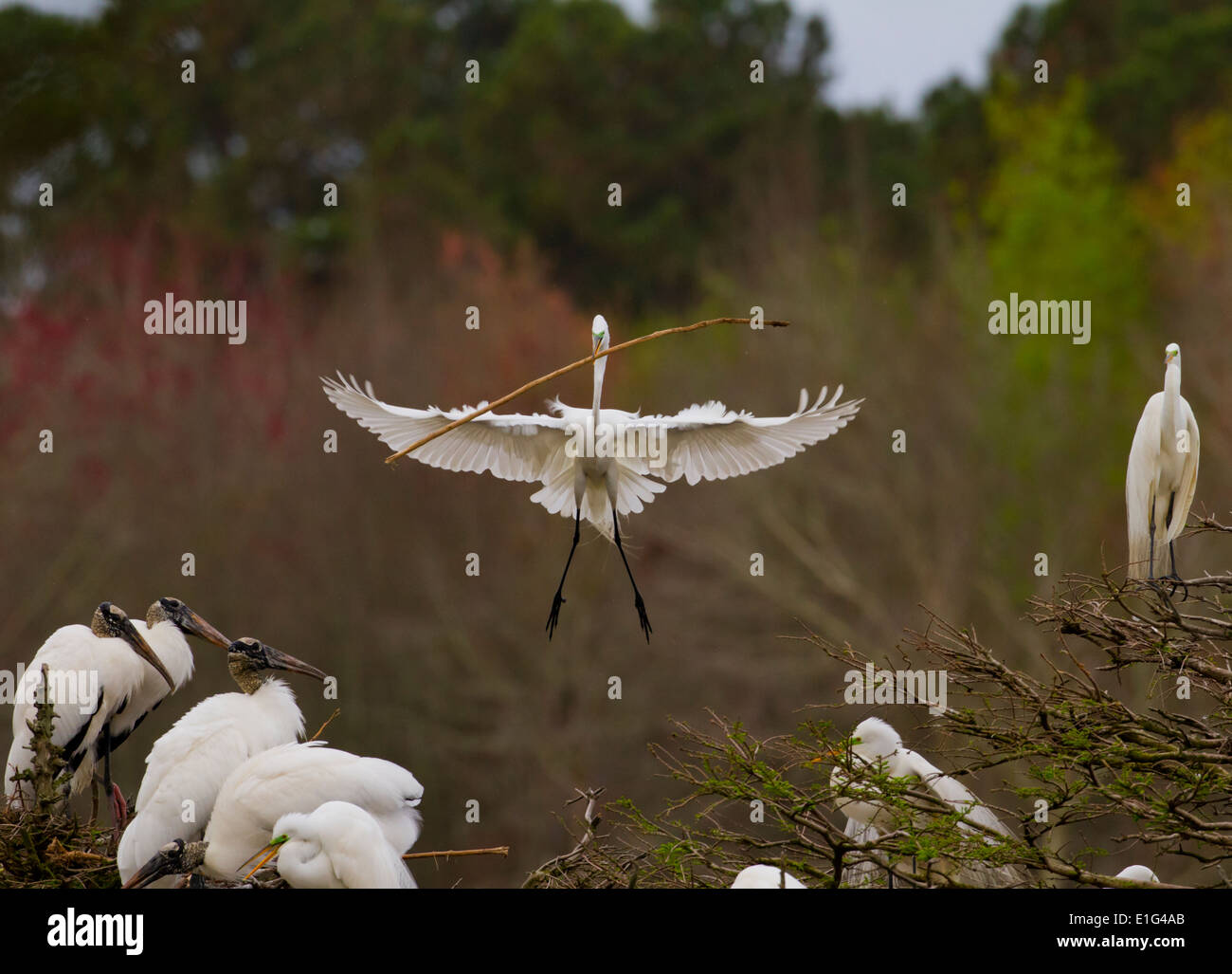 Great egret arriving at nest with nesting material Stock Photo - Alamy