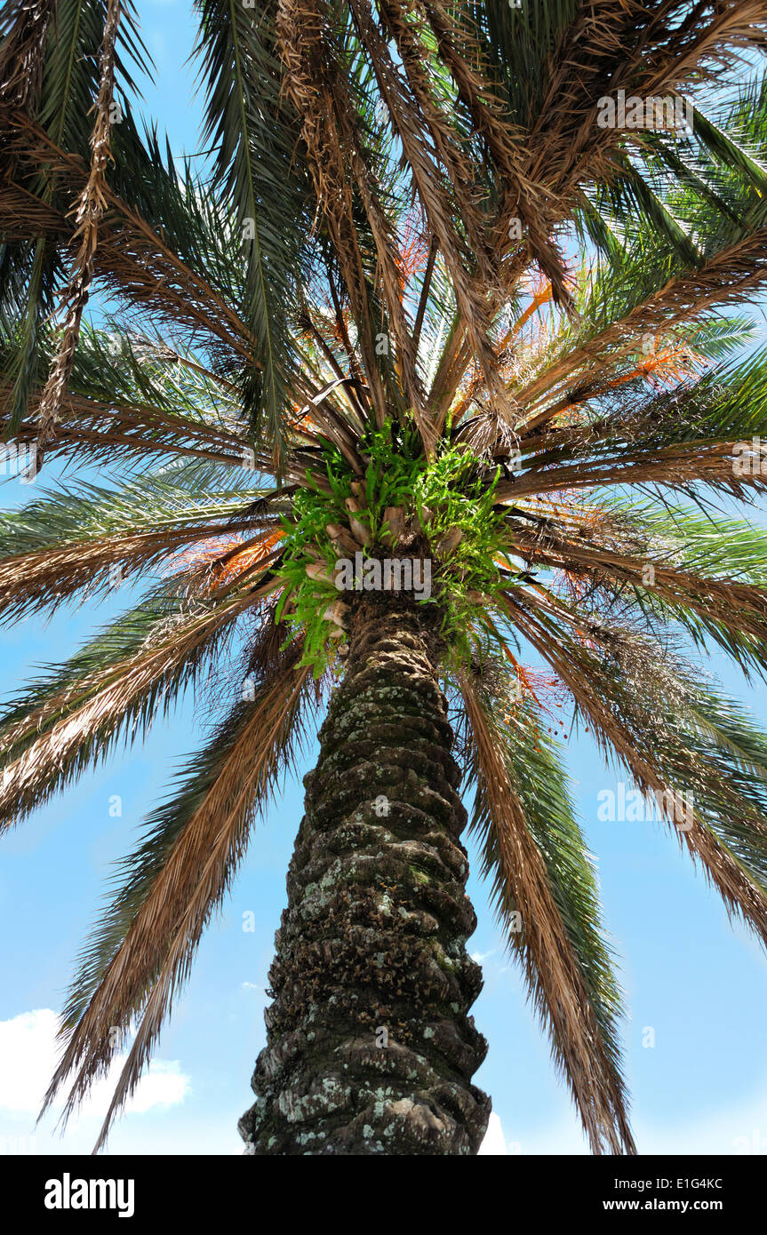 picture of a palm tree crowning taken from underneath Stock Photo - Alamy