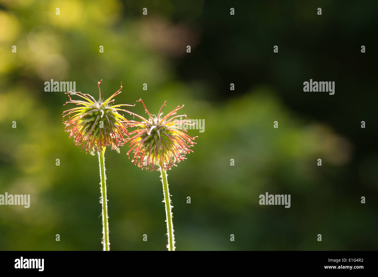 Velcro weed hi-res stock photography and images - Alamy