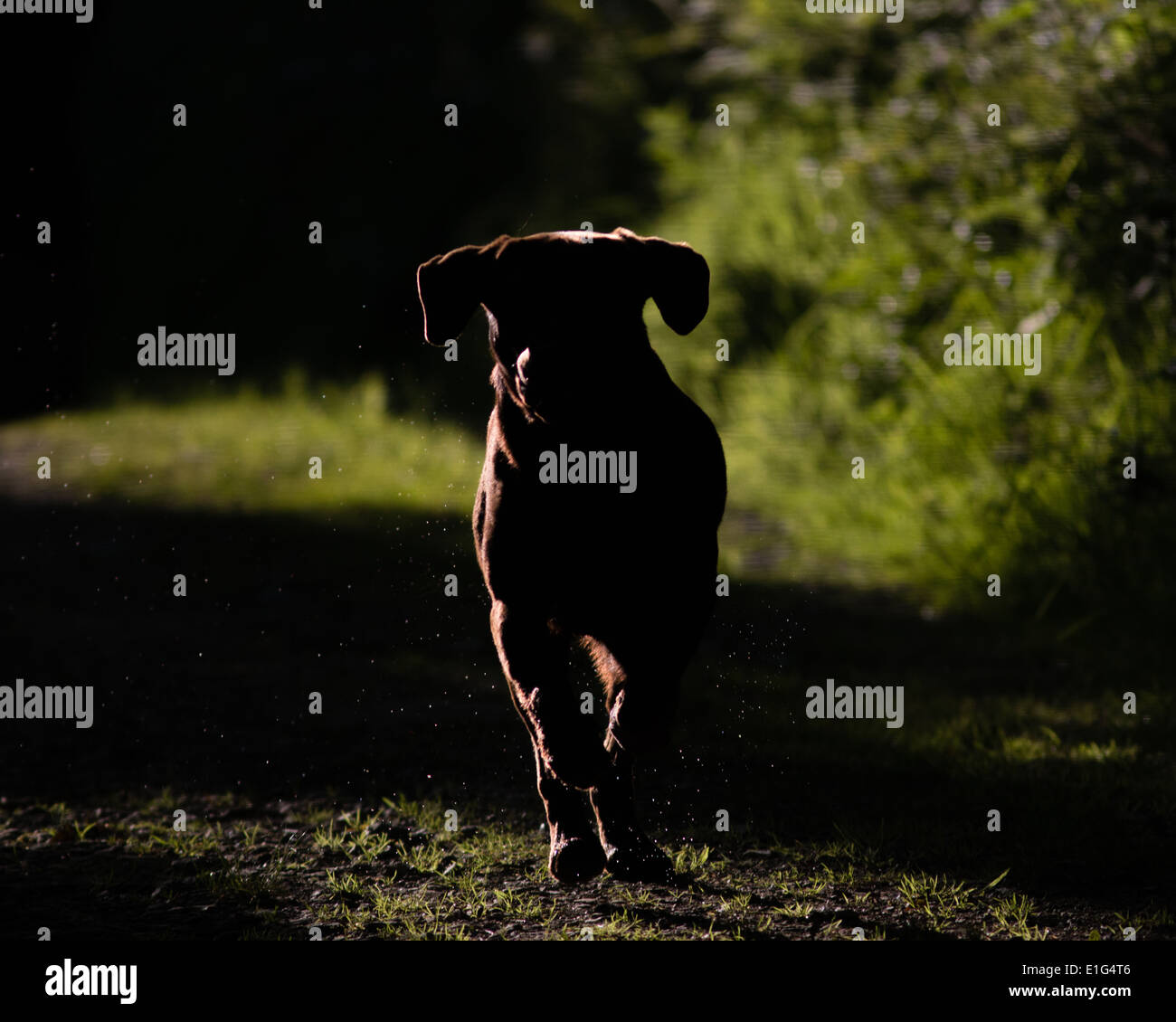 Natural chocolate hi-res stock photography and images - Alamy