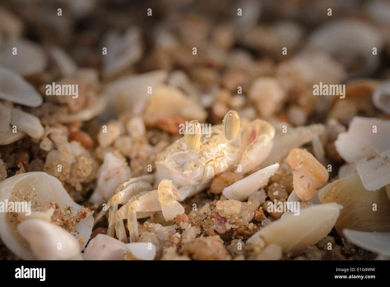 Broken crab shells hi-res stock photography and images - Alamy