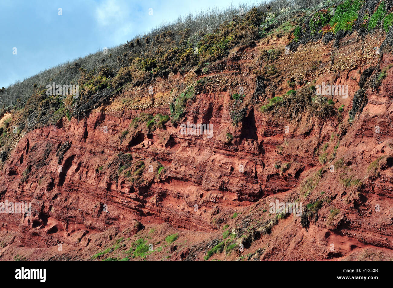 A cliff section of Old Red Sandstone near Langstone Rock, Dawlish ...