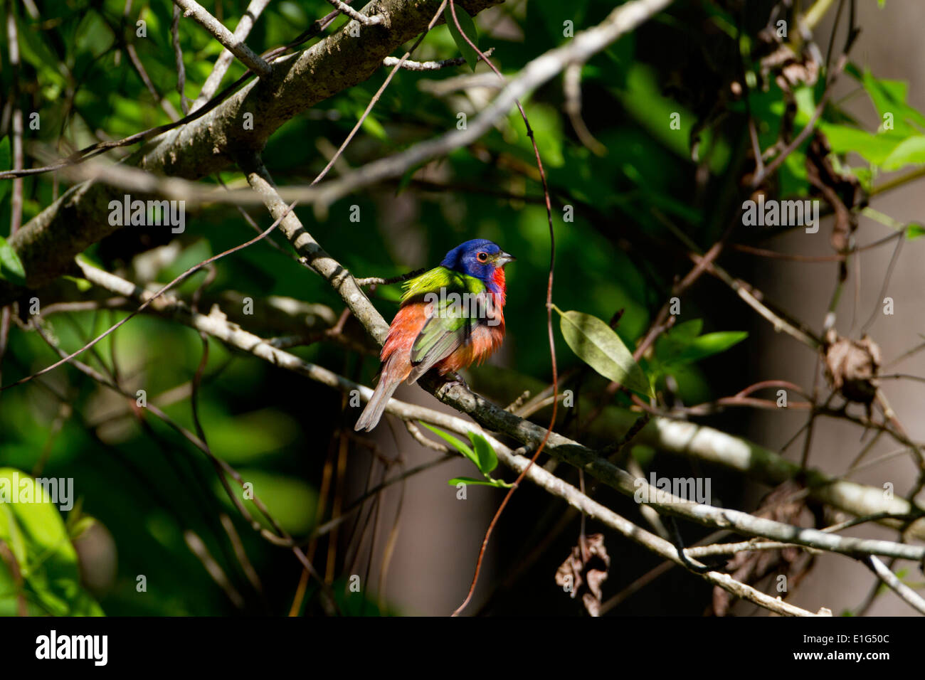 Finches and buntings hi-res stock photography and images - Alamy