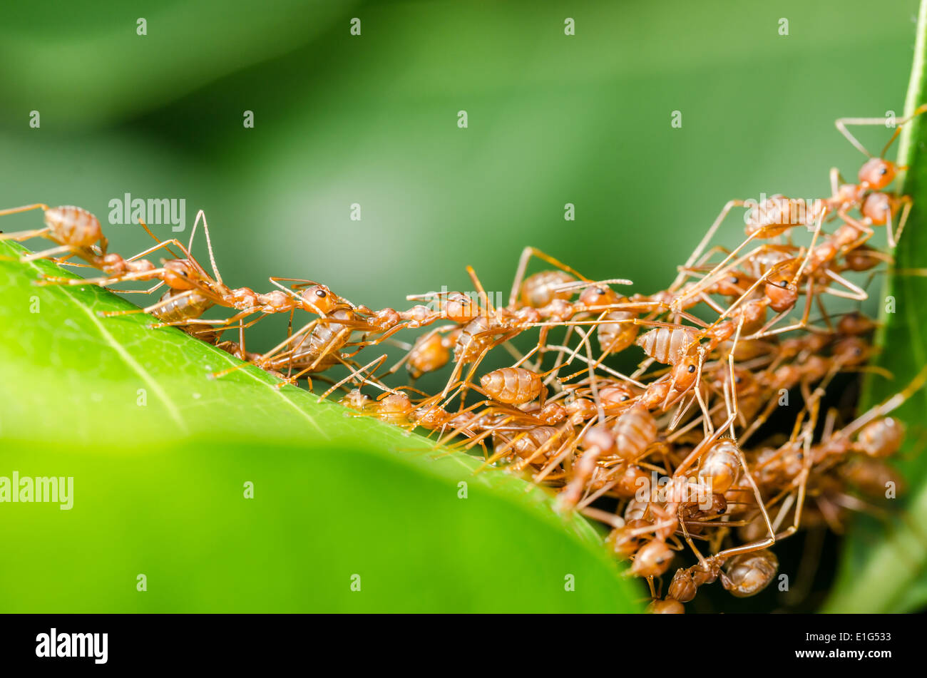 Red ants build home in teamwork power concept Stock Photo - Alamy