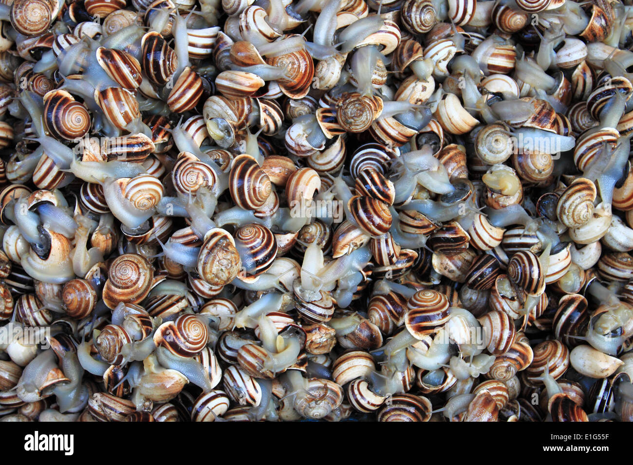 Snails for sale in a market stall Stock Photo - Alamy