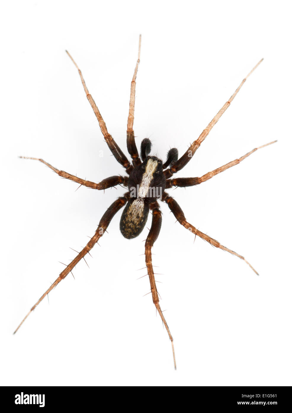 Male wolf spider hi-res stock photography and images - Alamy