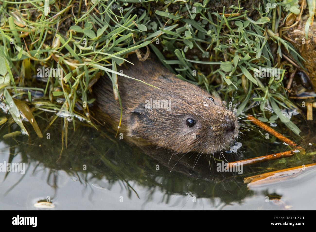 Baby Water Vole High Resolution Stock Photography and Images - Alamy