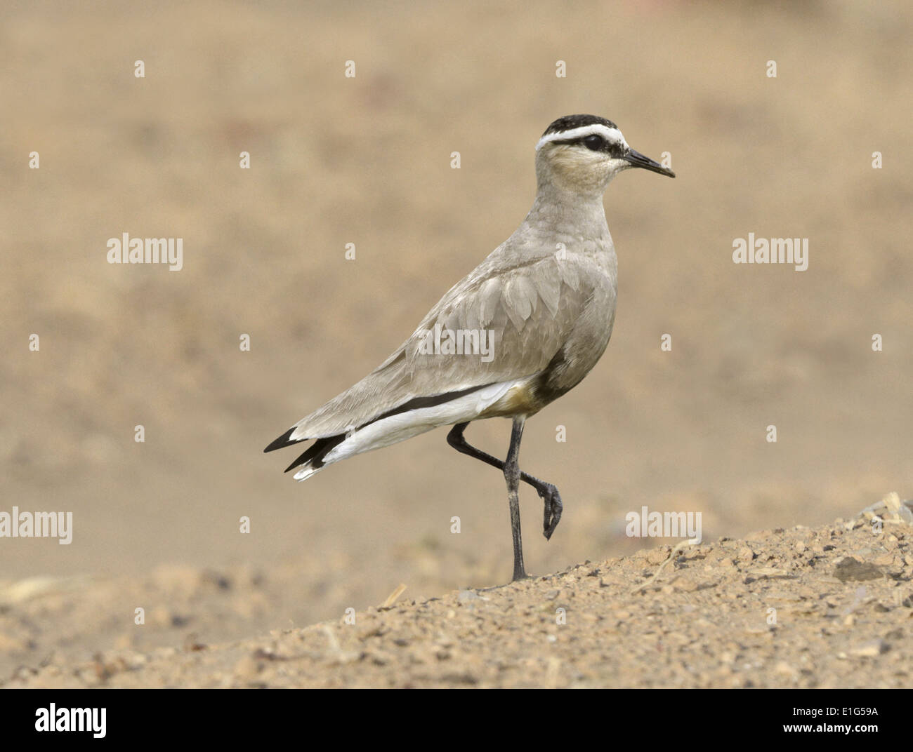 Sociable Plover - Vanellus gregarius Stock Photo - Alamy