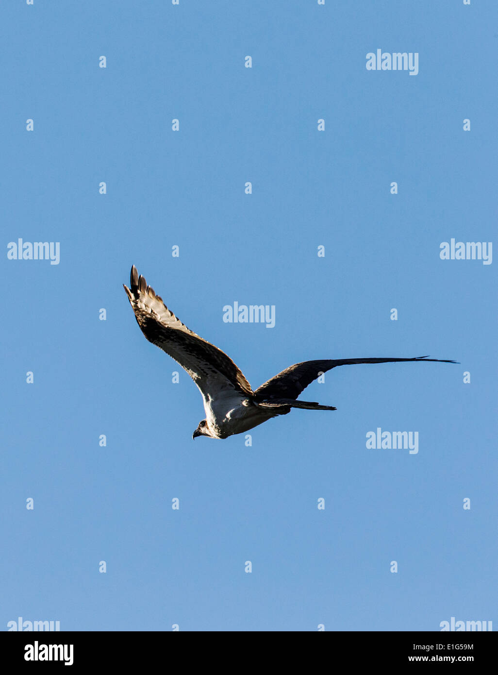 Osprey in flight, Pandion haliaetus, sea hawk, fish eagle, river hawk ...