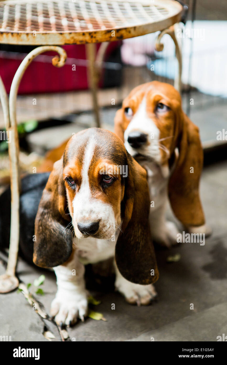Two puppies outside hi-res stock photography and images - Alamy
